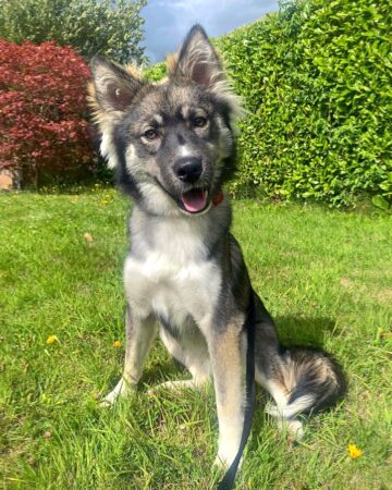 Siberian Husky Mixes: 40 Husky Crossbreeds (With Pictures)