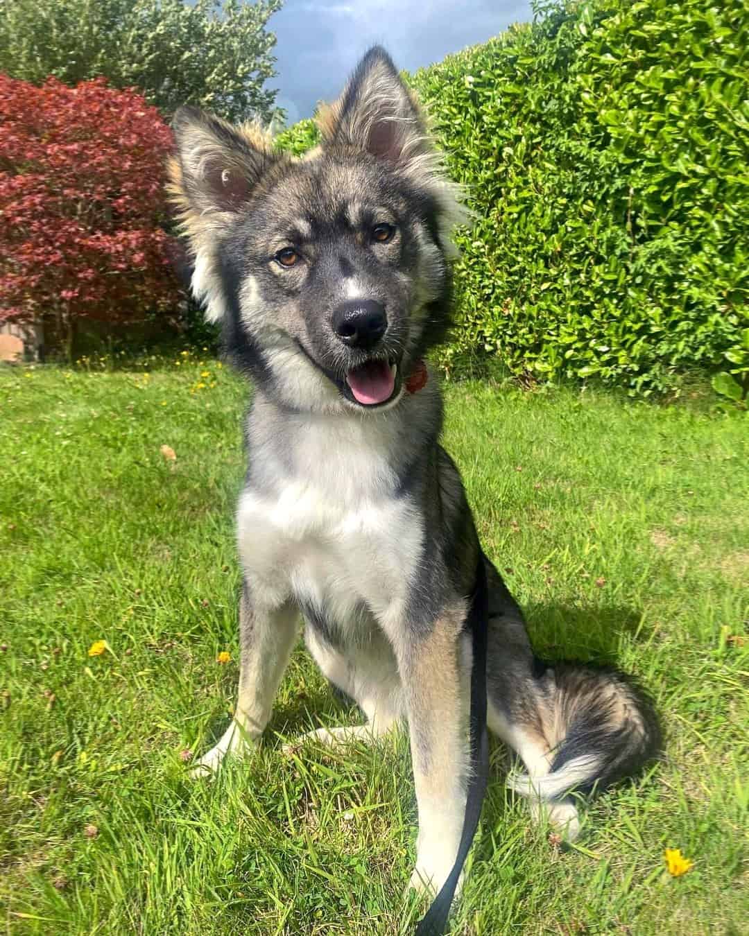 Siberian Husky Mixes: 40 Husky Crossbreeds (With Pictures)