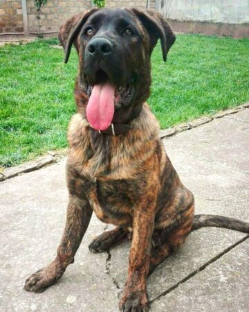Cane Corso Mixes: 21 Unusual Crossbreeds