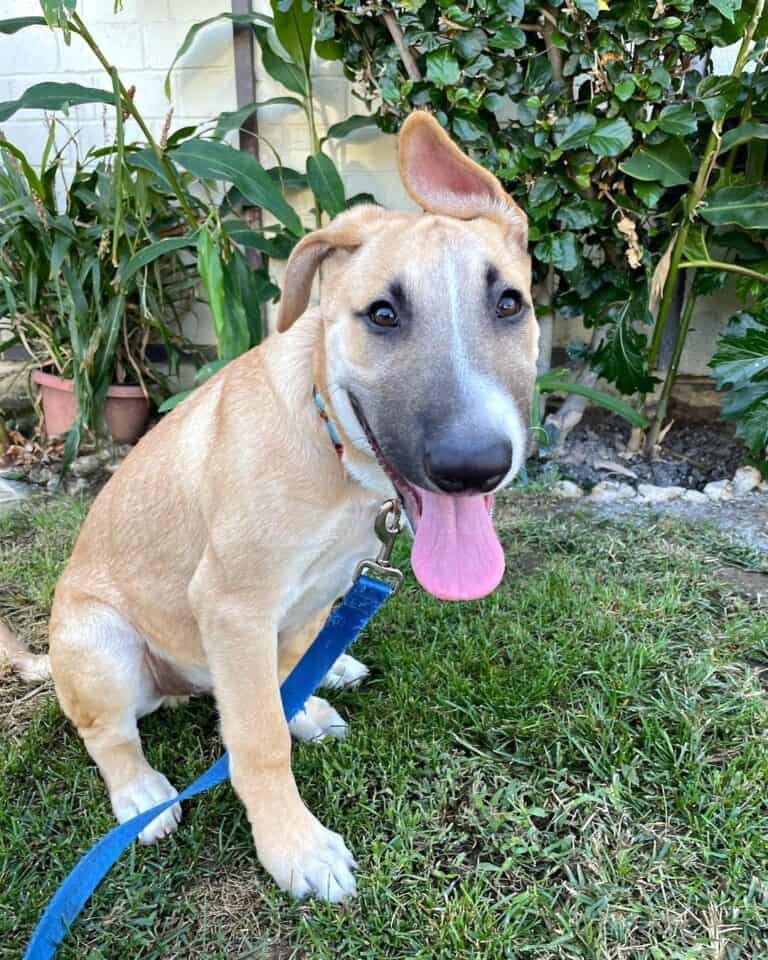 36 Bull Terrier Mixes You'll Want to Bring Home