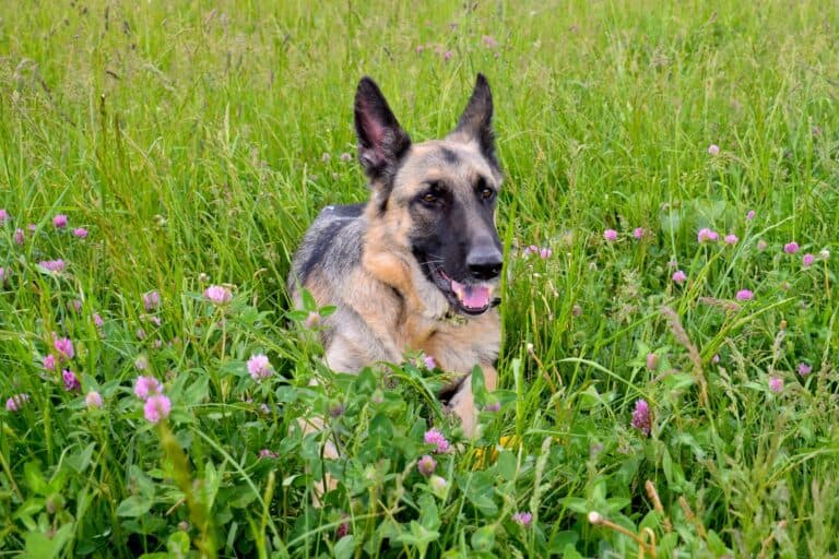 13 Dog Breeds With Purple Tongues (With Pictures & Facts)