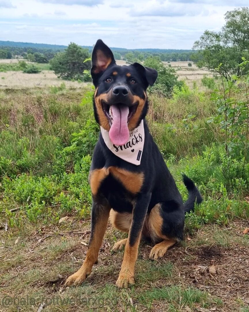 Rottweiler Mixes: 41 Best Rottie Crossbreeds (With Pictures)