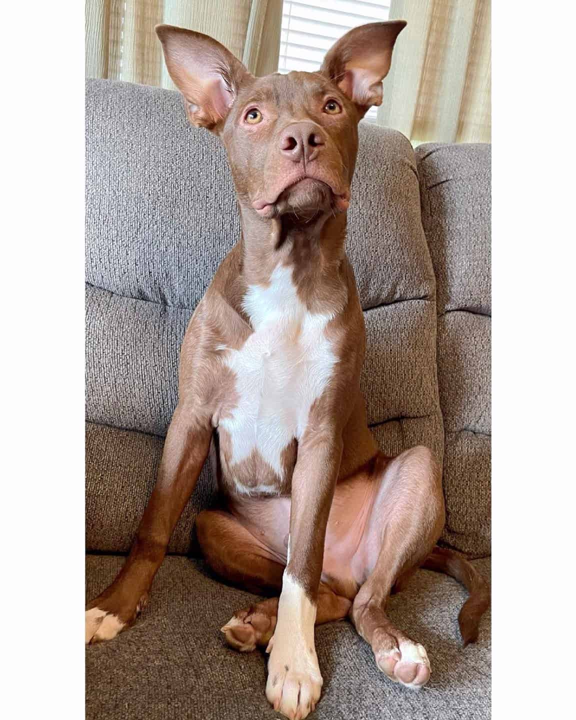 Boston Terrier Mixes: 52 Different Crossbreeds You'll Love