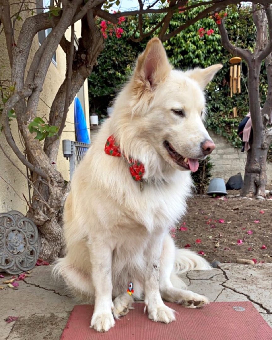 Siberian Husky Mixes: 40 Husky Crossbreeds (With Pictures)