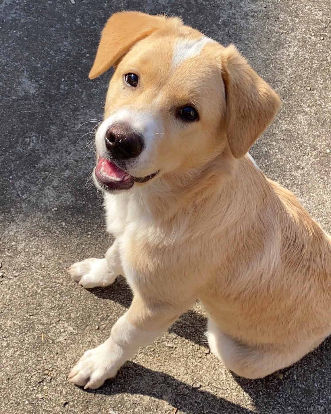 Akita Mixes: 38 Unique Akita Crossbreeds (With Pictures)