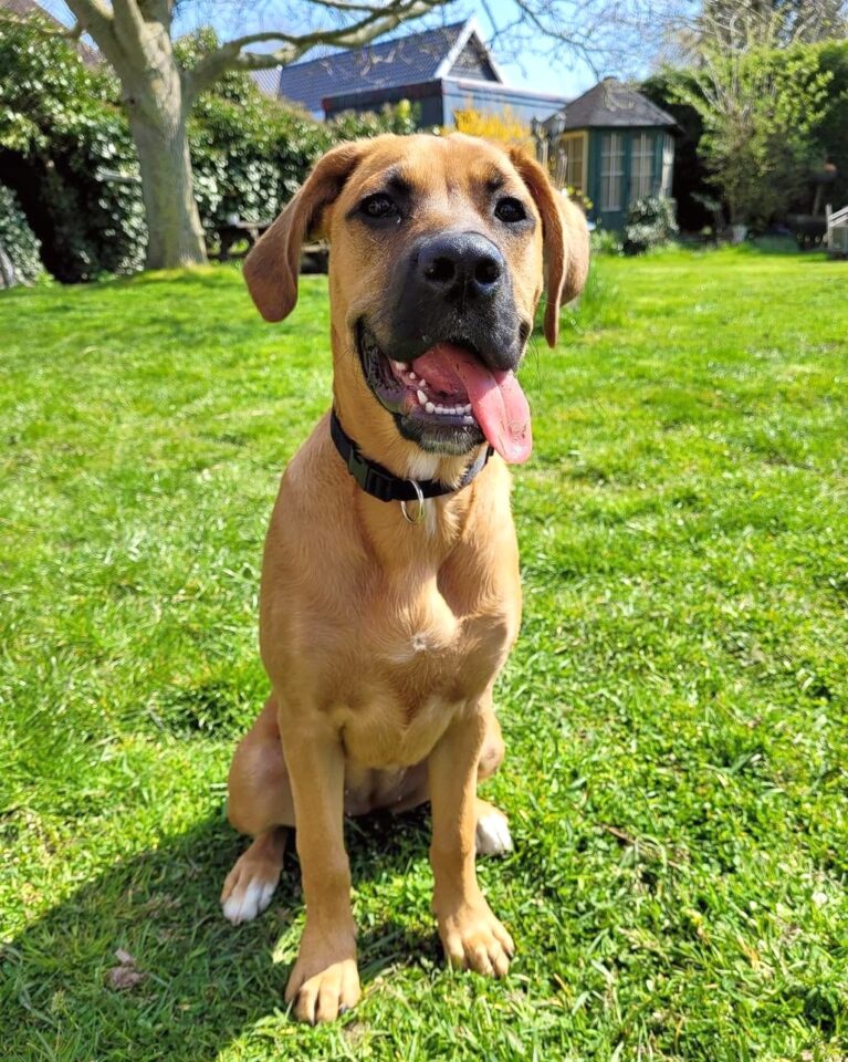 50 Wonderful Boxer Mixes That Will Surely Brighten Your Day!