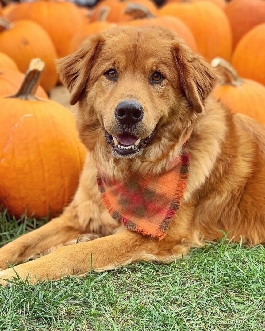 Chow Chow Mixes: 28 Different Chow Hybrids (With Pictures)