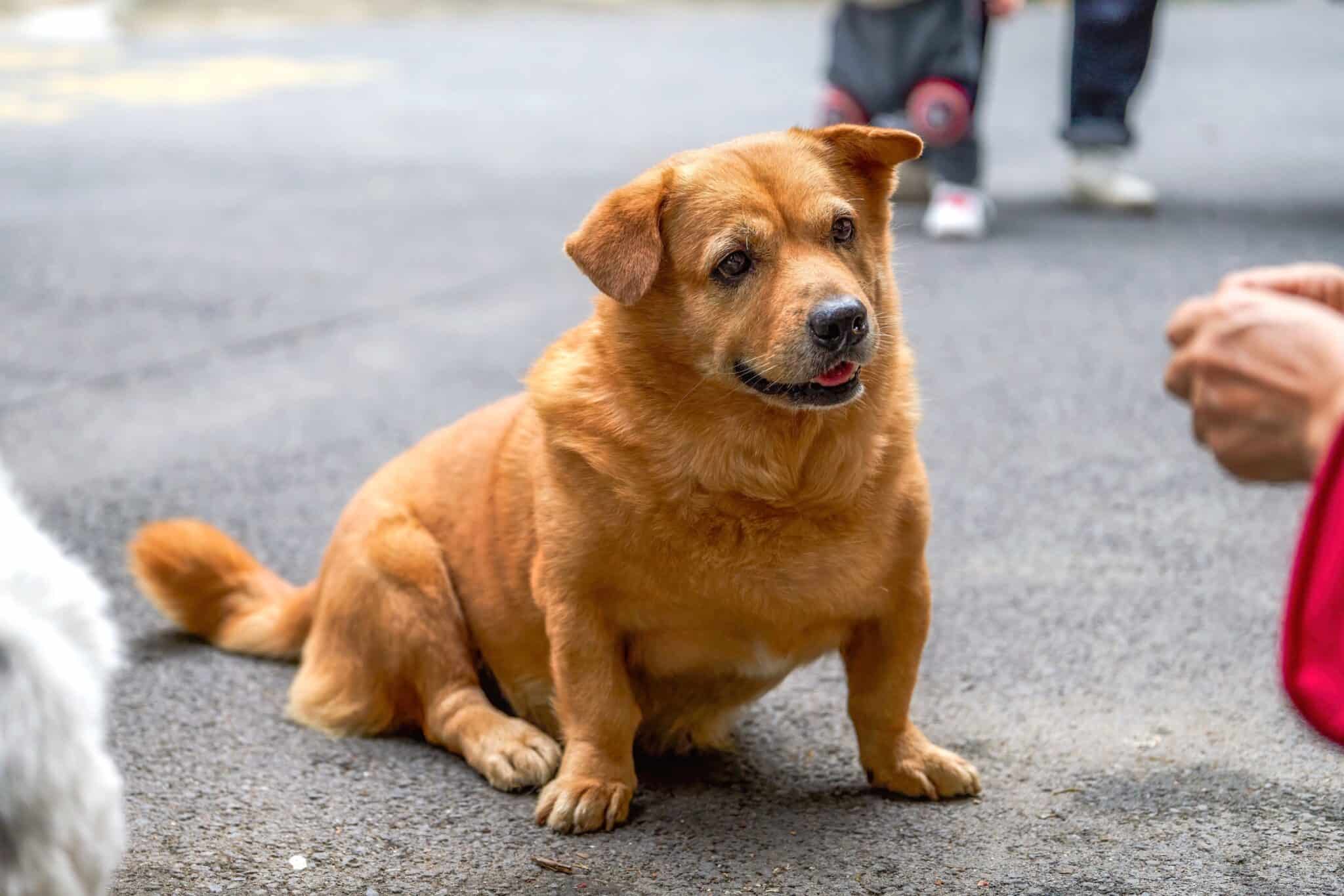 64 Cutest Corgi Mixes You'll Want to Adopt (With Pictures)