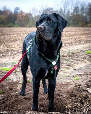 Cane Corso Mixes: 21 Unusual Crossbreeds