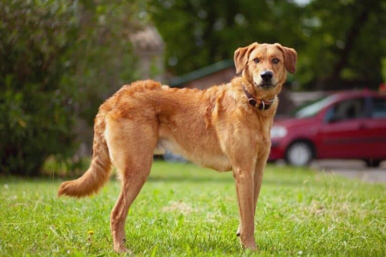 Malinois Crois Golden Retriever