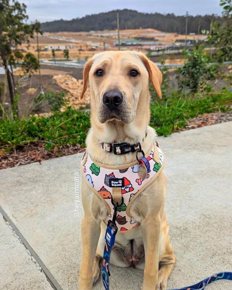 37 Interesting Shar-Pei Mixes You Must See (With Pictures)