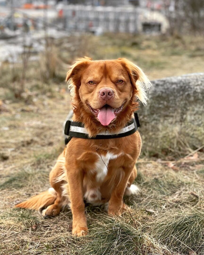 62 Pitbull Mixes That Will Make Your Day (With Pictures)