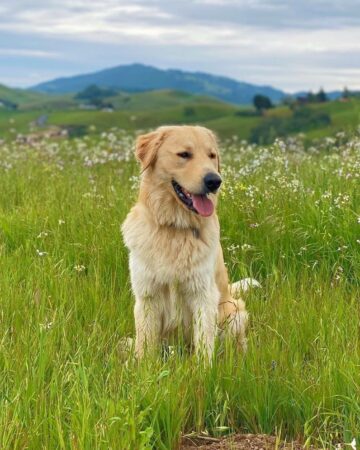 27 Beautiful Great Pyrenees Mixes (With Pictures) - Bubbly Pet