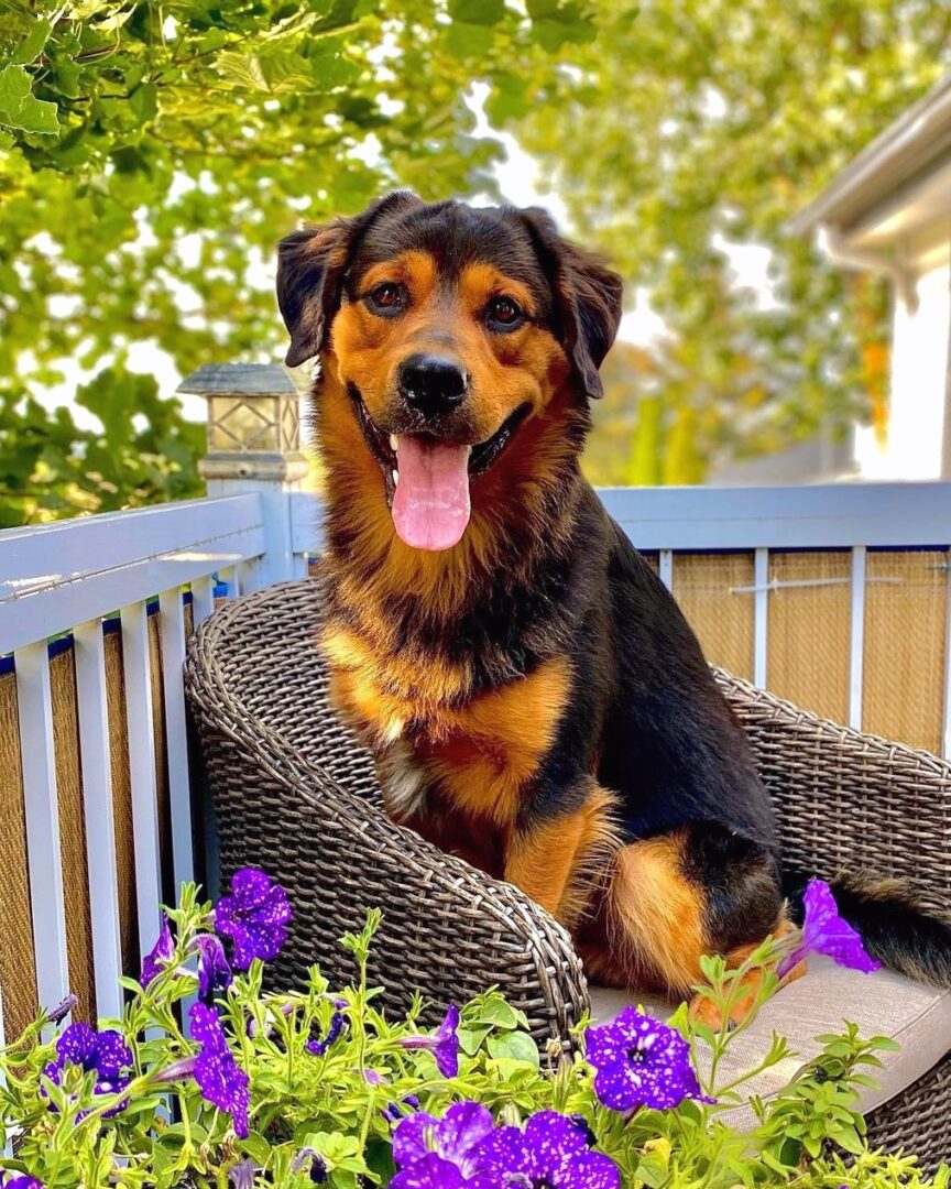 Rottweiler Mixes: 41 Best Rottie Crossbreeds (With Pictures)