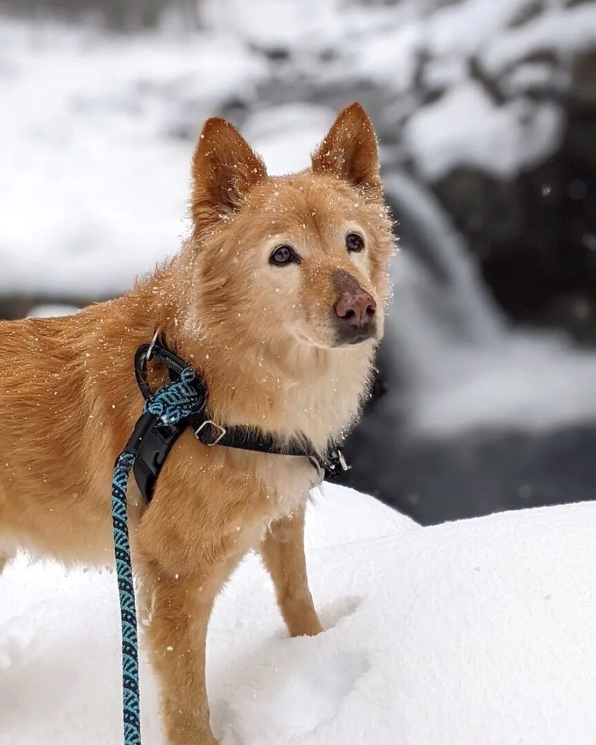 Shiba Inu Mixes: 20 Different Shiba Crossbreeds