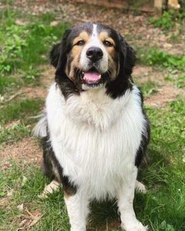 27 Beautiful Great Pyrenees Mixes (With Pictures) - Bubbly Pet