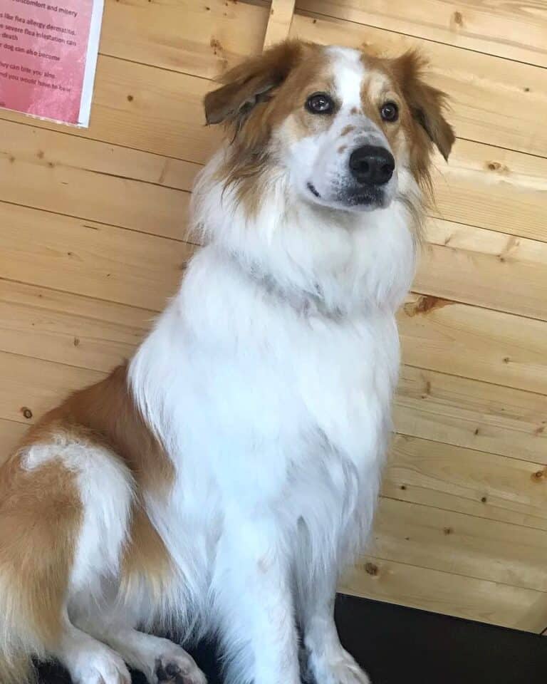 27 Beautiful Great Pyrenees Mixes (With Pictures) - Bubbly Pet