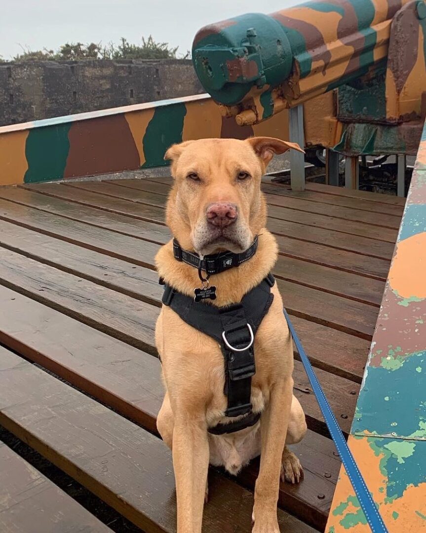 37 Interesting Shar-Pei Mixes You Must See (With Pictures)