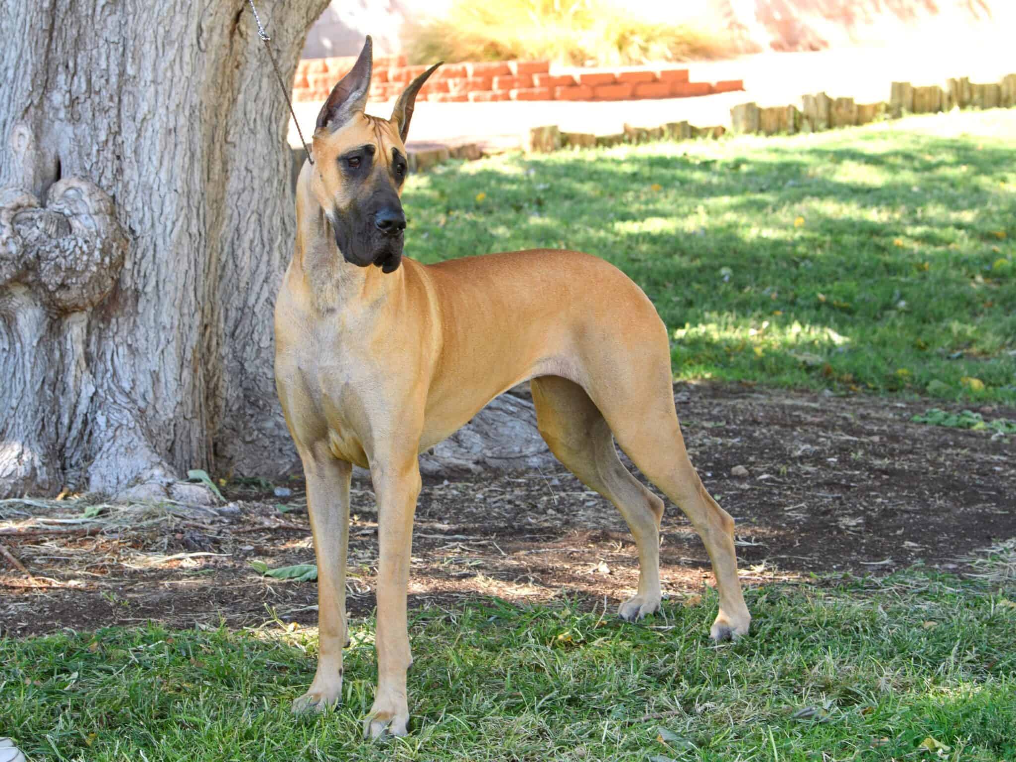 Great Dane Ear Cropping: Everything You Need to Know
