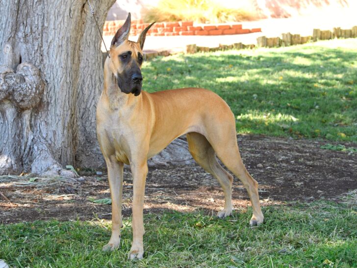 Great Dane Ear Cropping: Everything You Need to Know