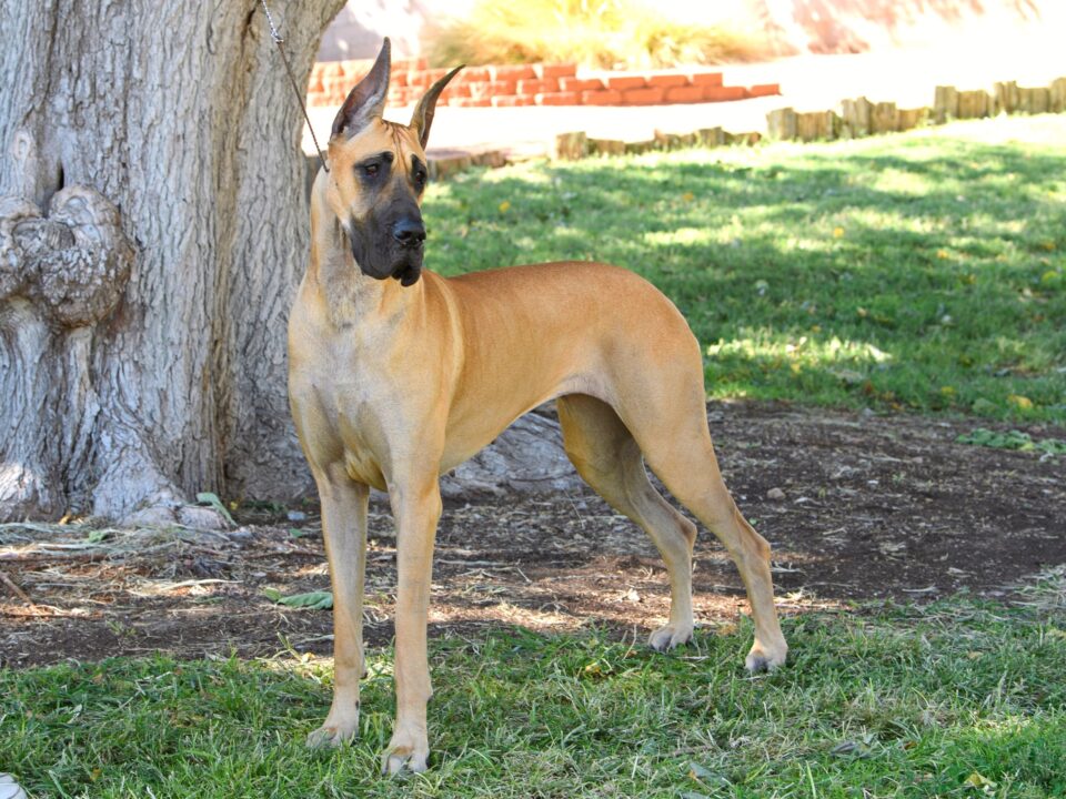 Great Dane Ear Cropping: Everything You Need to Know