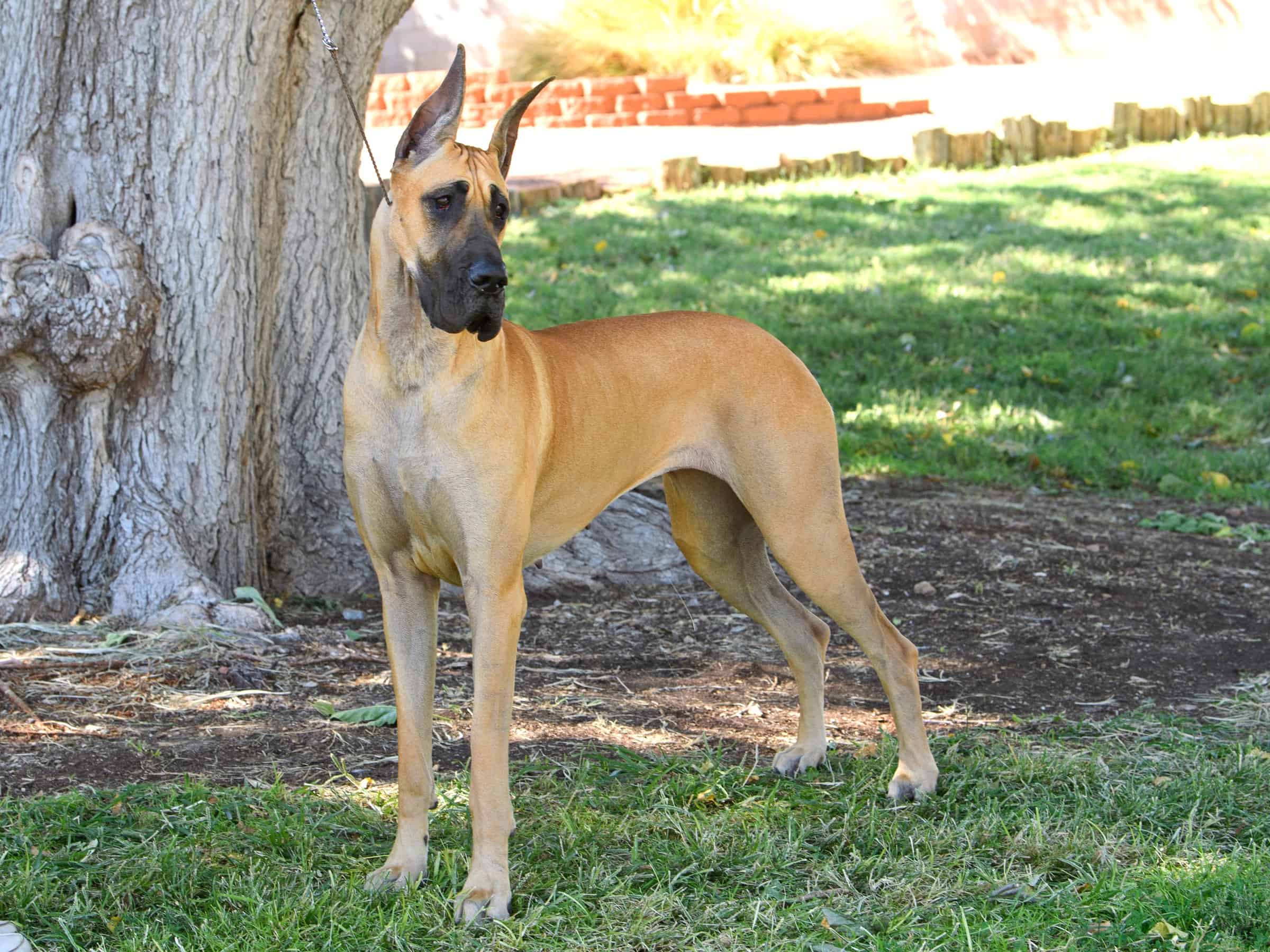 Great Dane Ear Cropping: Everything You Need to Know