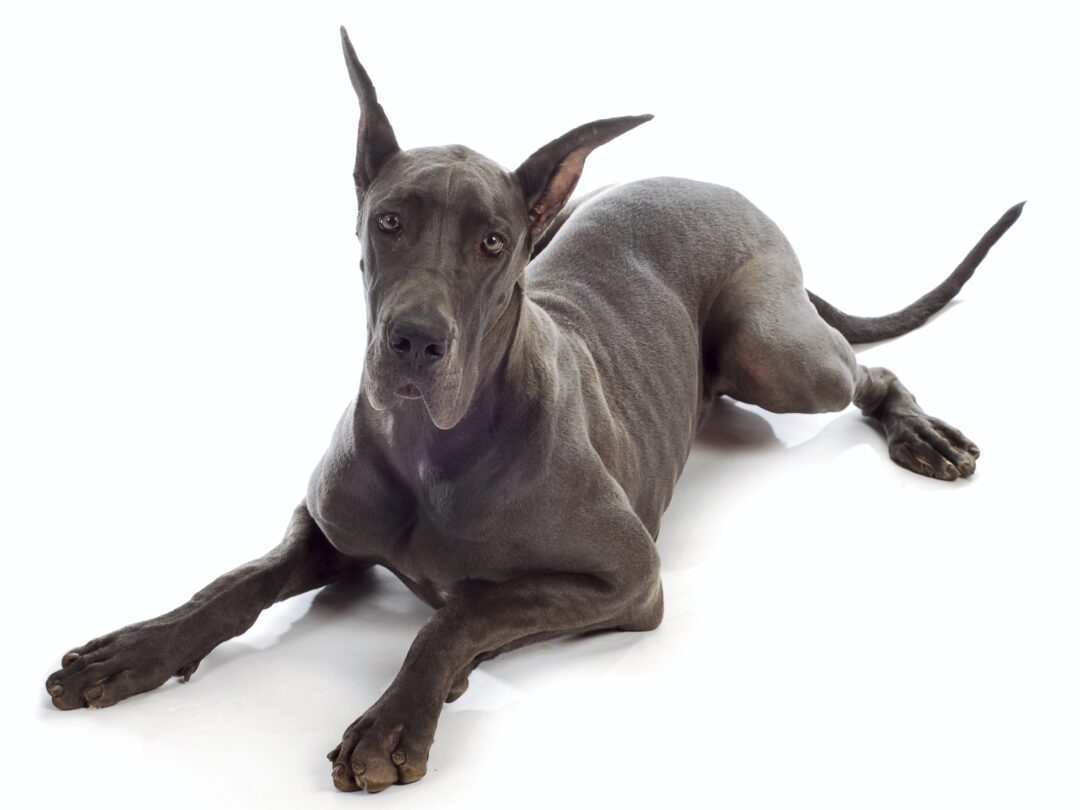 Great Dane Ear Cropping: Everything You Need to Know