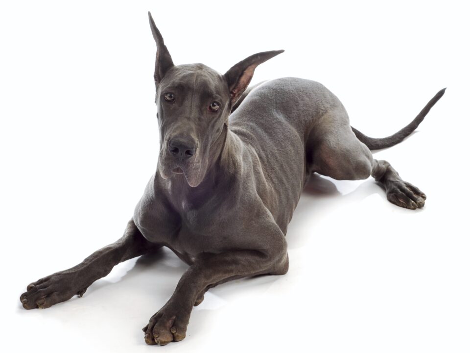 Great Dane Ear Cropping: Everything You Need to Know