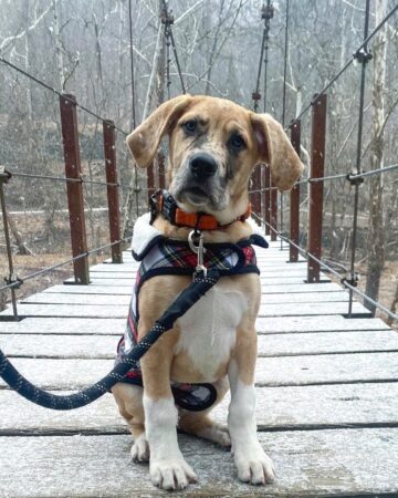 27 Beautiful Great Pyrenees Mixes (With Pictures) - Bubbly Pet