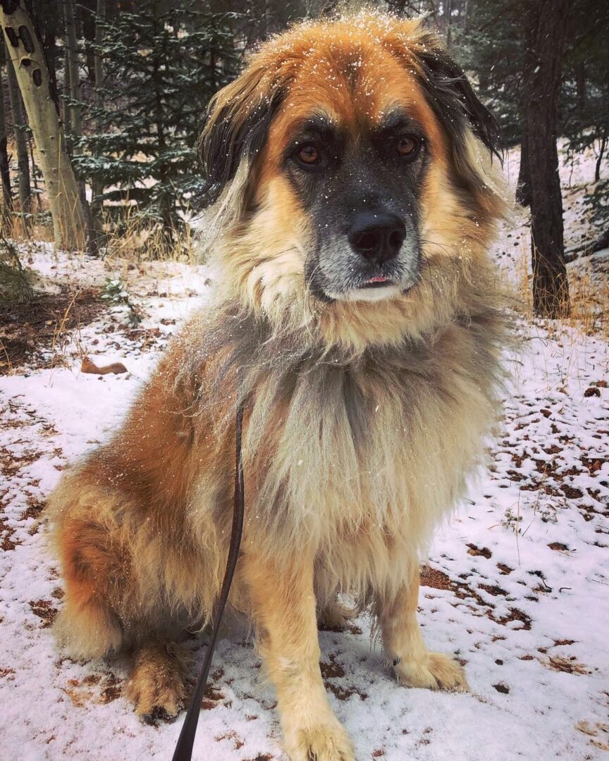 Akita Mixes: 38 Unique Akita Crossbreeds (With Pictures)