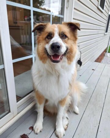 Australian Shepherd Mixes: 48 Aussie Crossbreeds You'll Love!