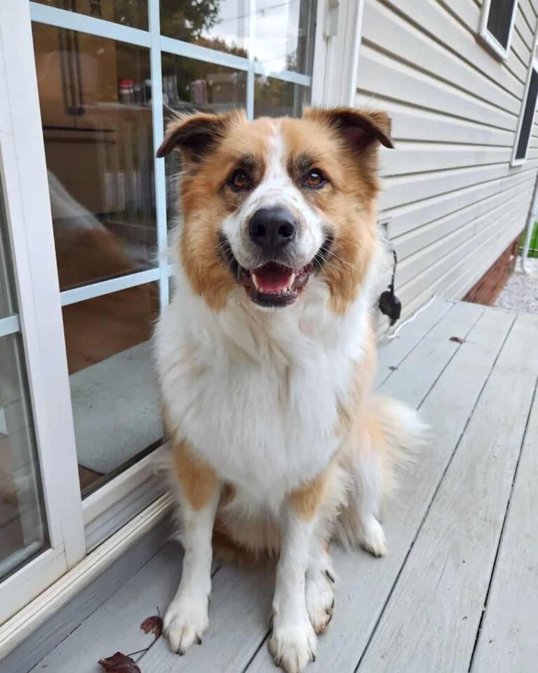 Australian Shepherd Mixes: 48 Aussie Crossbreeds You'll Love!