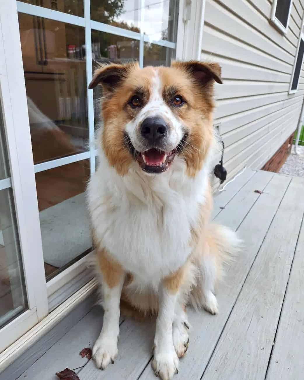 Australian Shepherd Mixes: 48 Aussie Crossbreeds You'll Love!