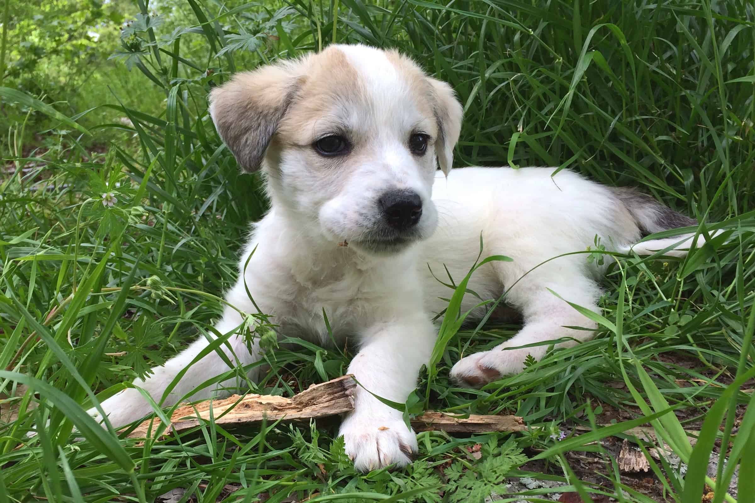 27 Beautiful Great Pyrenees Mixes (With Pictures) - Bubbly Pet
