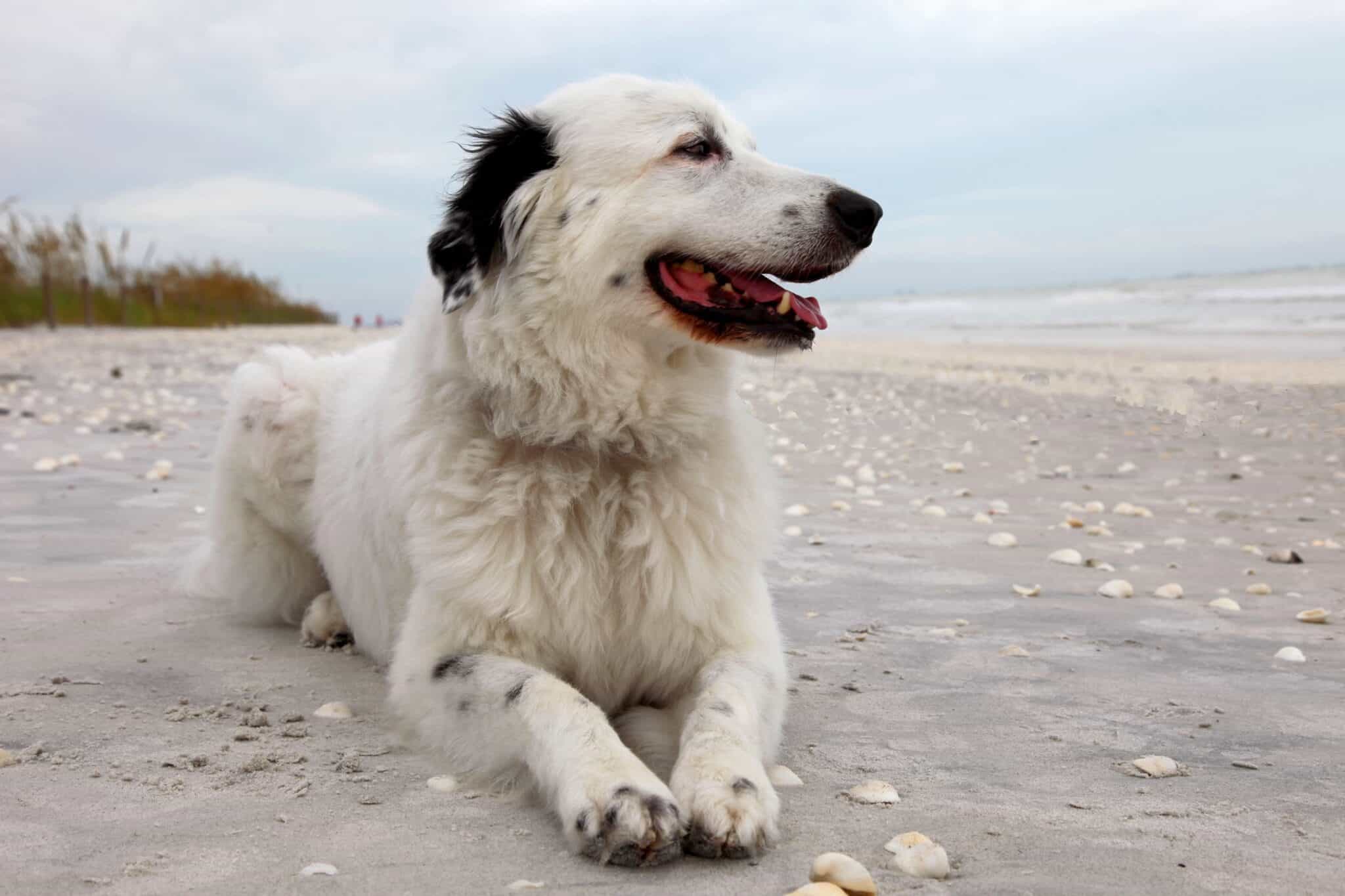 27 Beautiful Great Pyrenees Mixes (With Pictures) - Bubbly Pet