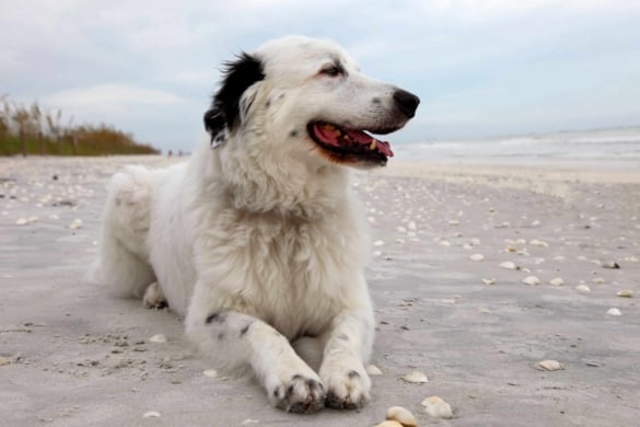 27 Beautiful Great Pyrenees Mixes (With Pictures) - Bubbly Pet