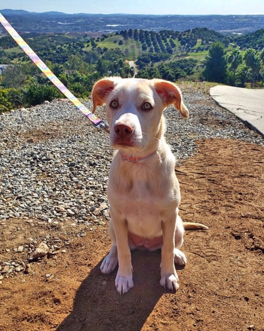 27 Beautiful Great Pyrenees Mixes (With Pictures) - Bubbly Pet