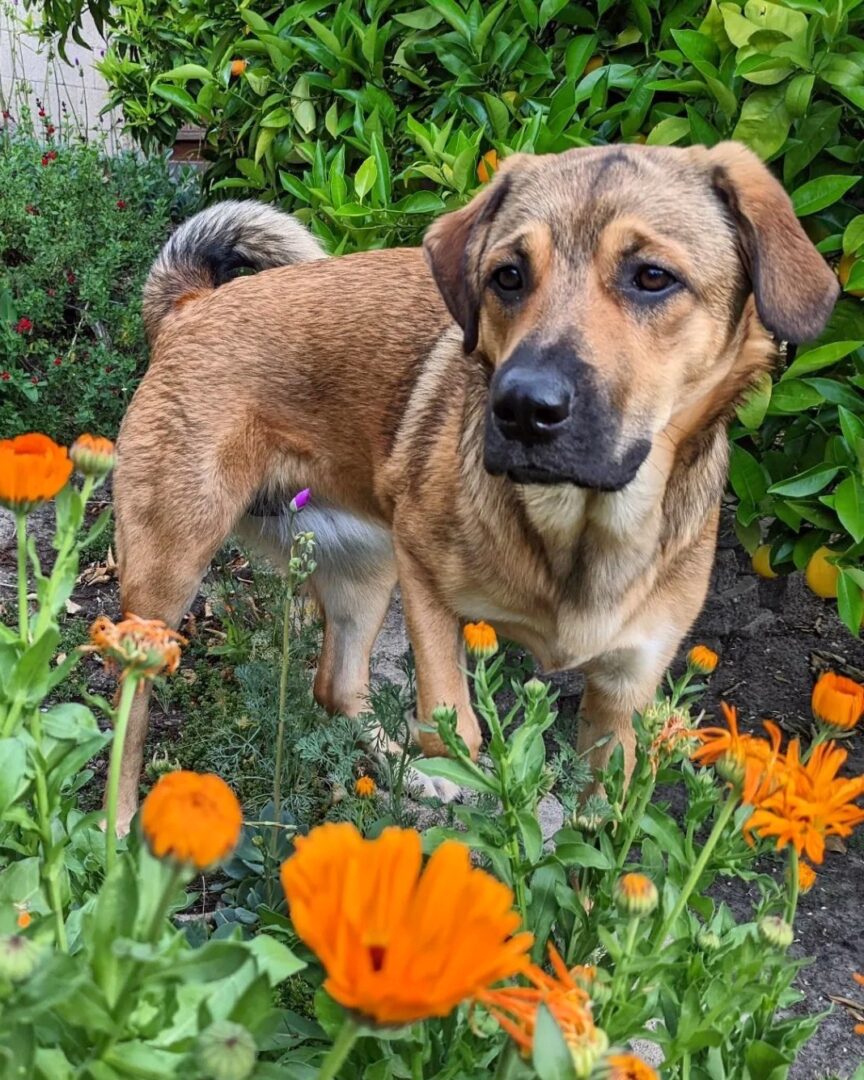 27 Beautiful Great Pyrenees Mixes (With Pictures) - Bubbly Pet