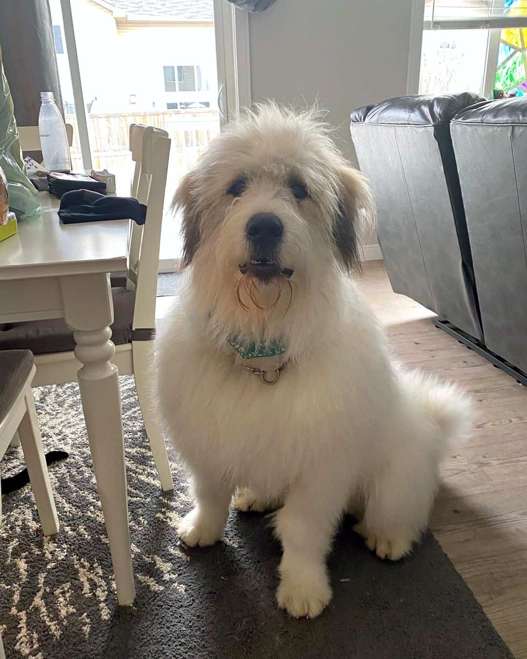 27 Beautiful Great Pyrenees Mixes (With Pictures) - Bubbly Pet