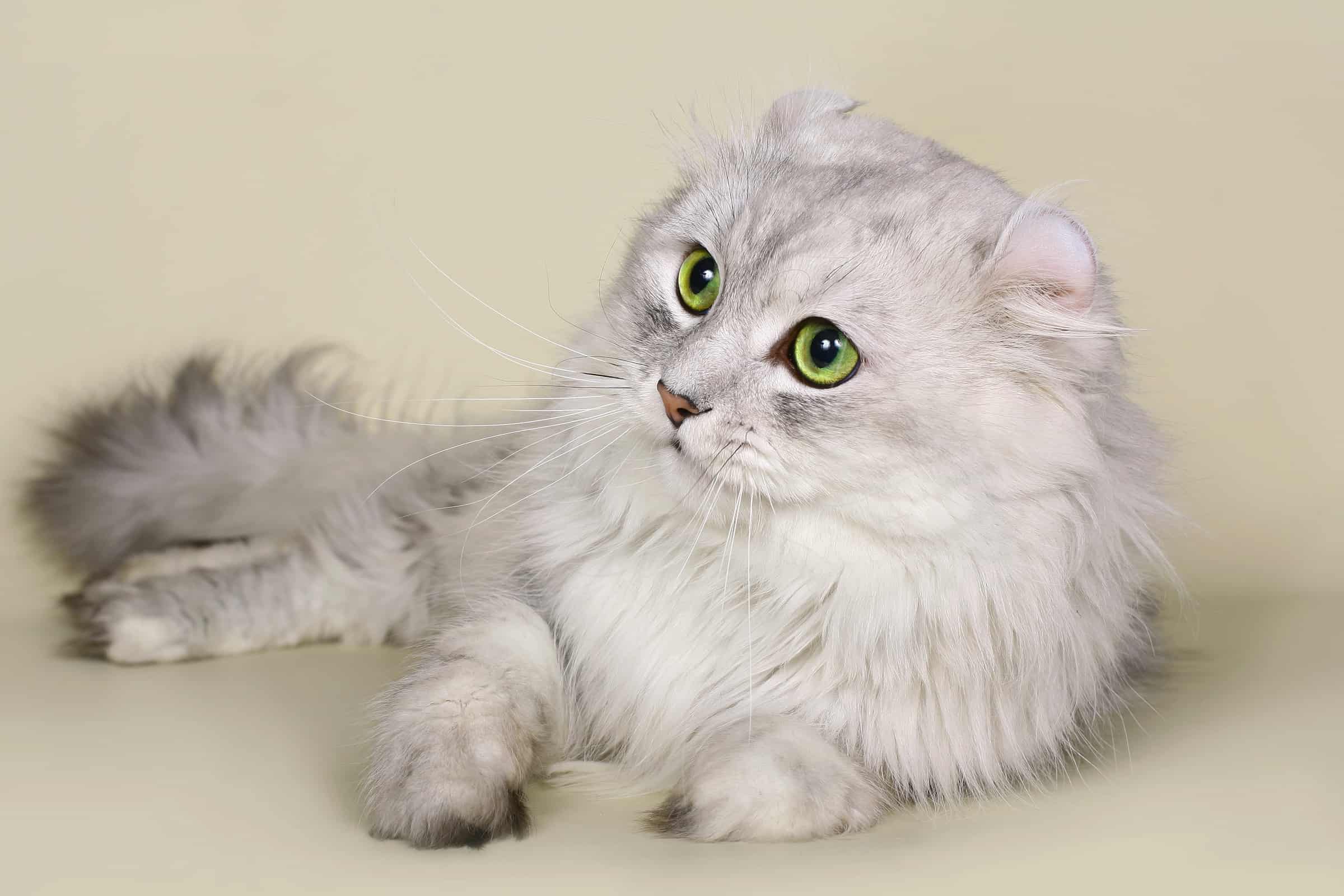 15 Grey and White Cat Breeds You'll Love (With Pictures)