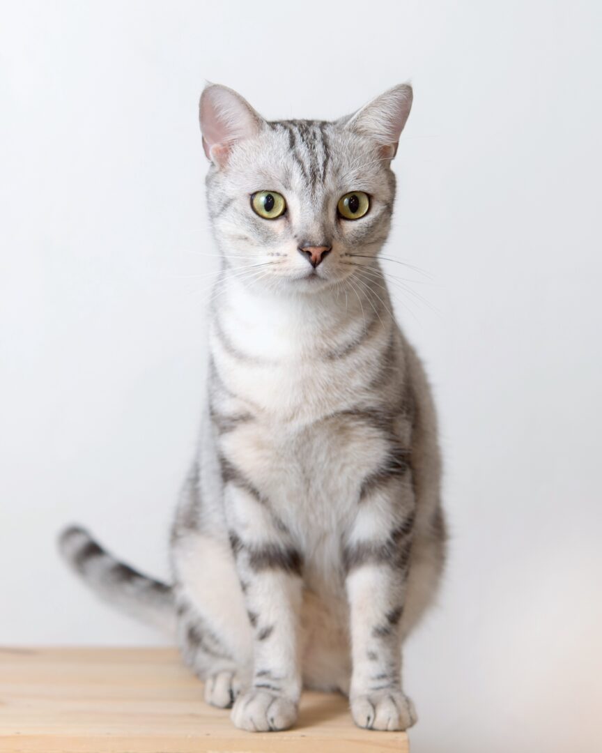 15 Grey and White Cat Breeds You'll Love (With Pictures)