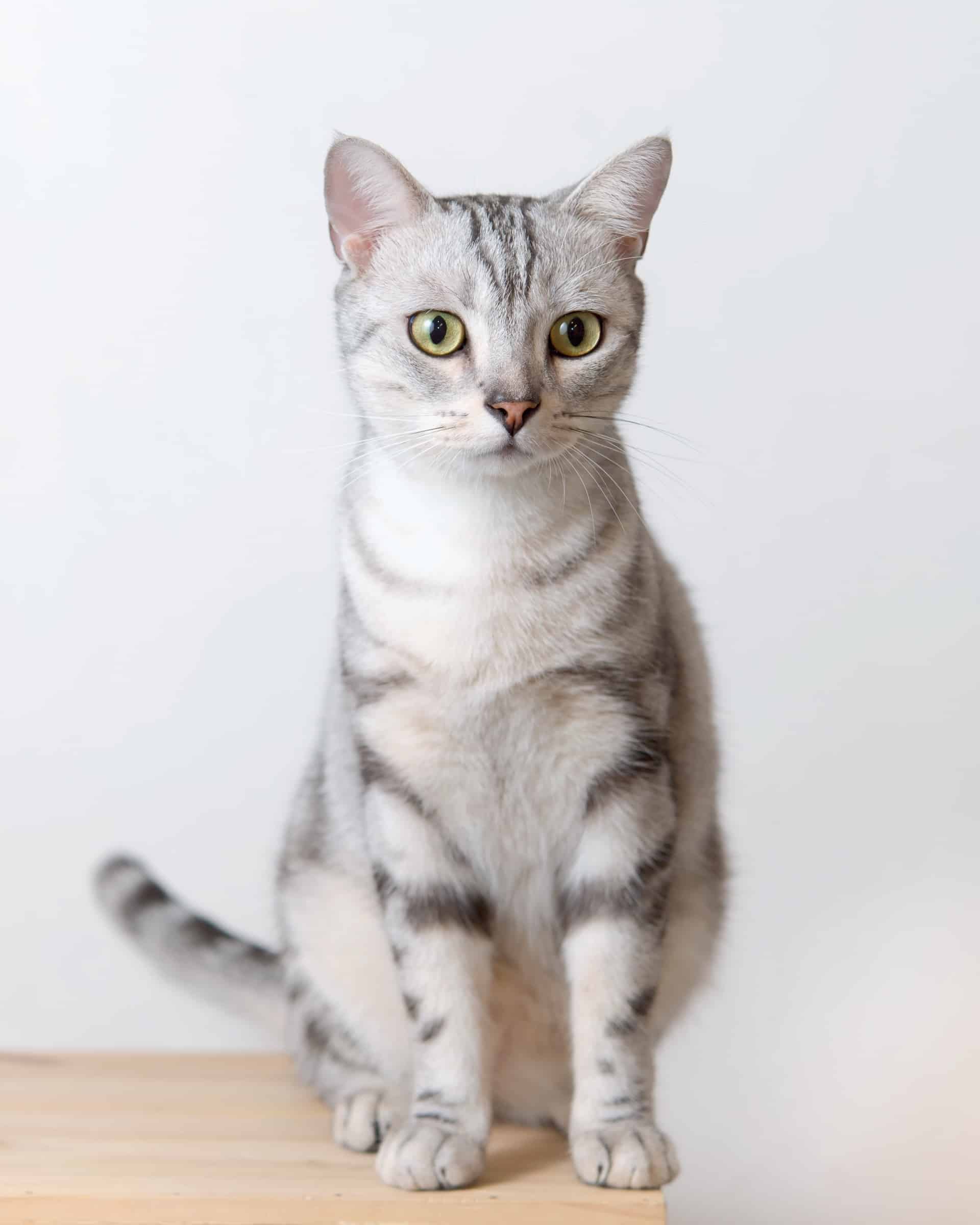 15 Grey and White Cat Breeds You'll Love (With Pictures)