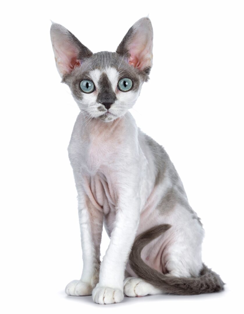 15 Grey and White Cat Breeds You'll Love (With Pictures)