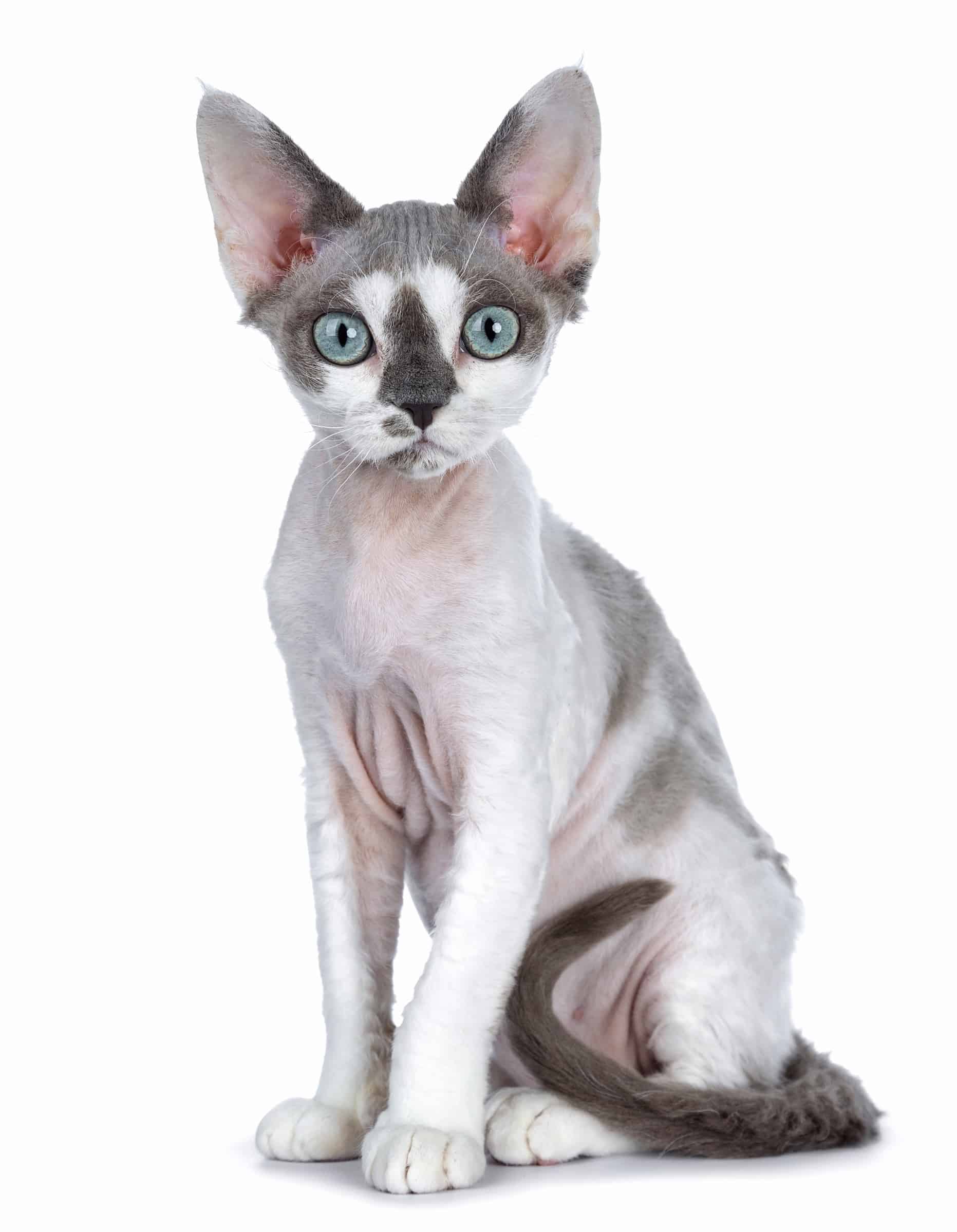 15 Grey and White Cat Breeds You'll Love (With Pictures)