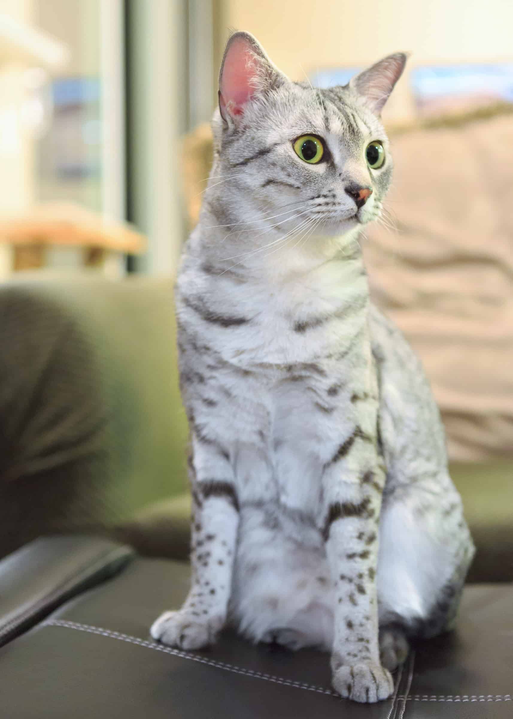 15 Grey and White Cat Breeds You'll Love (With Pictures)