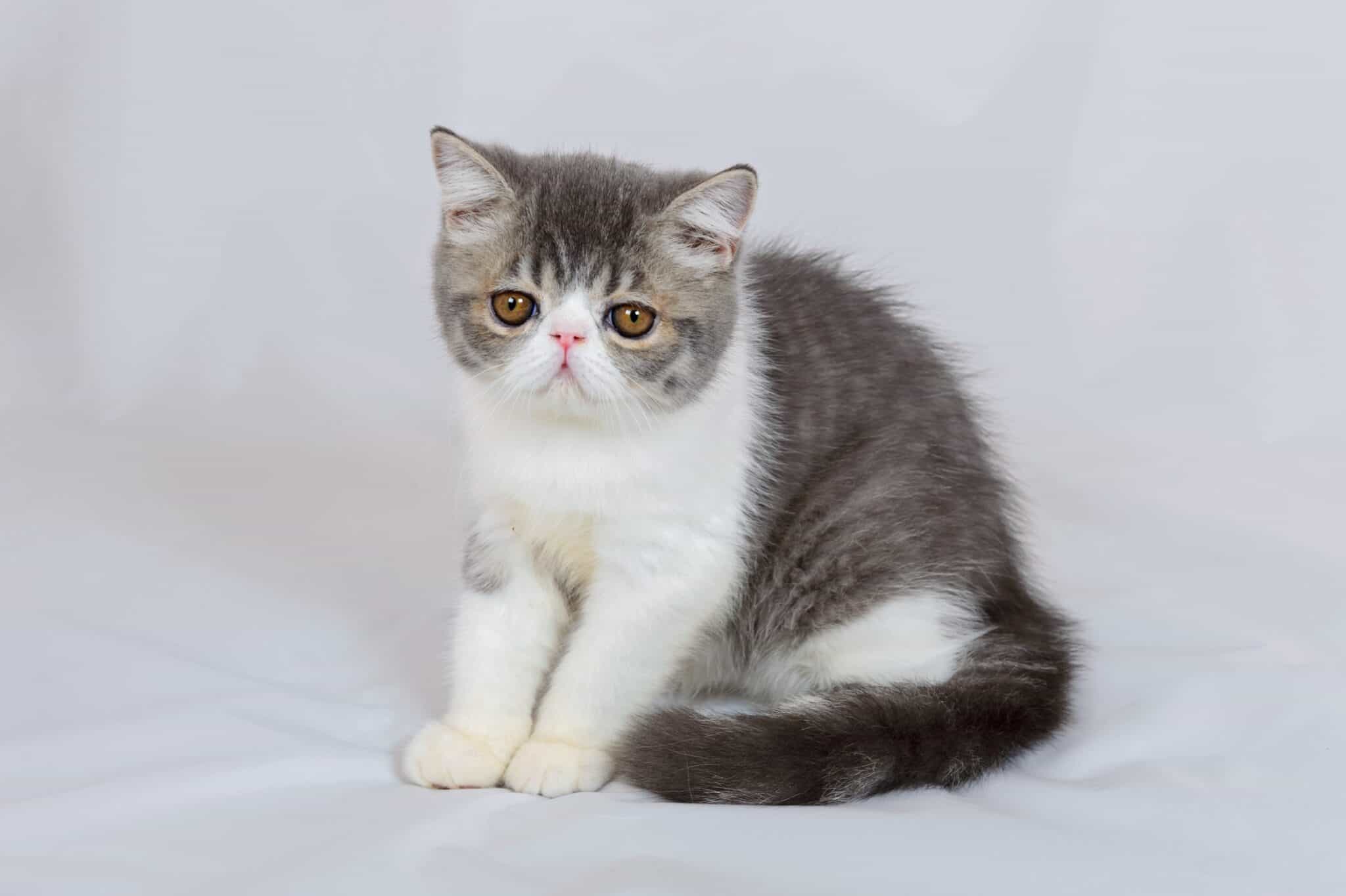 15 Grey and White Cat Breeds You'll Love (With Pictures)