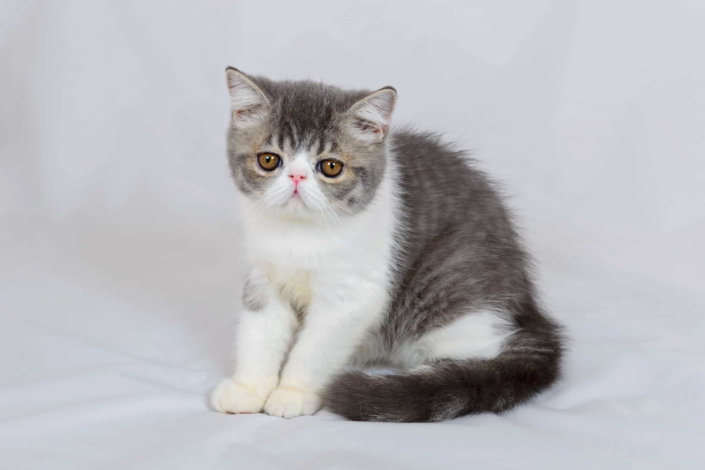 15 Grey and White Cat Breeds You'll Love (With Pictures)