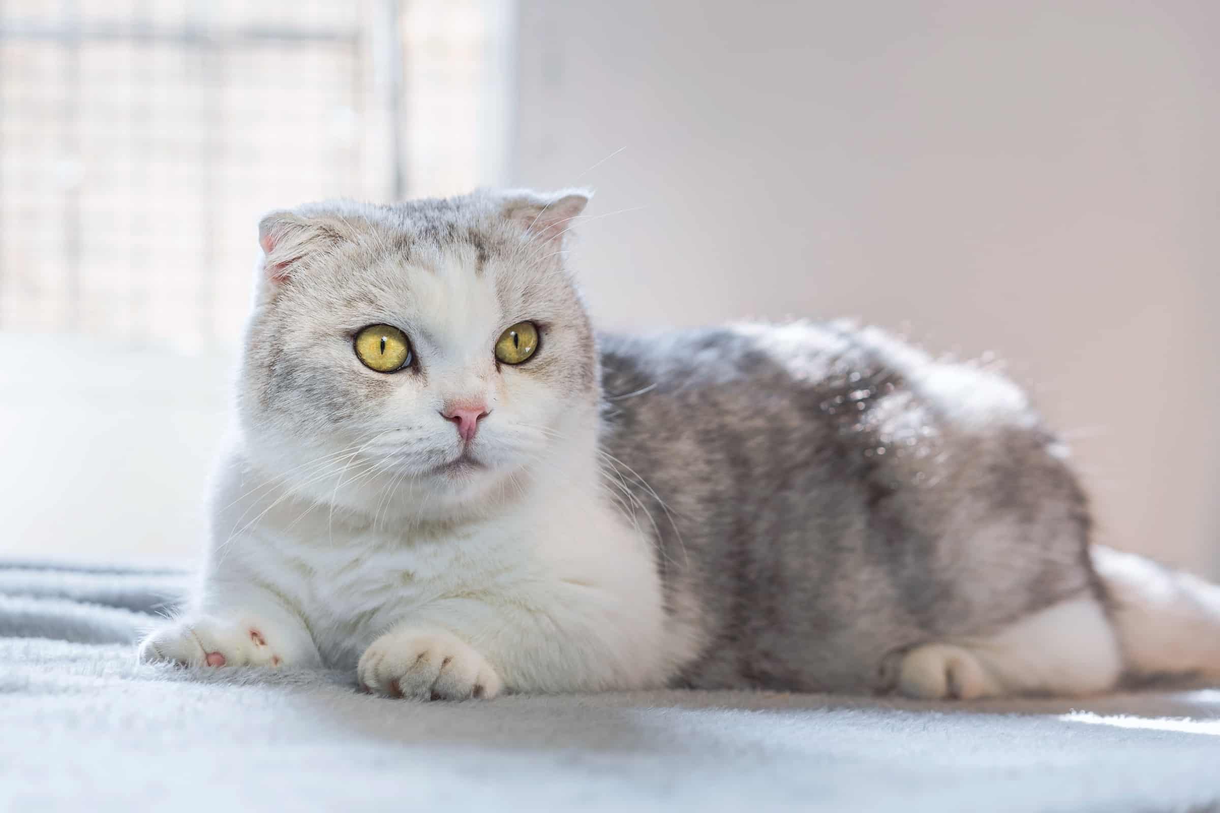 15 Grey and White Cat Breeds You'll Love (With Pictures)
