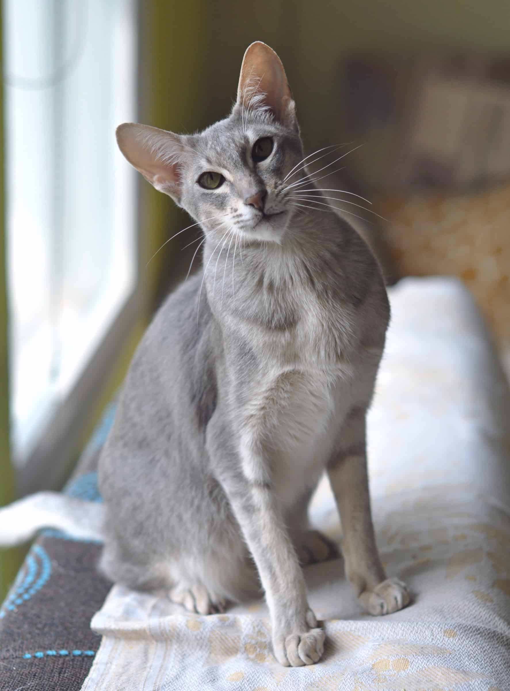 15 Grey and White Cat Breeds You'll Love (With Pictures)