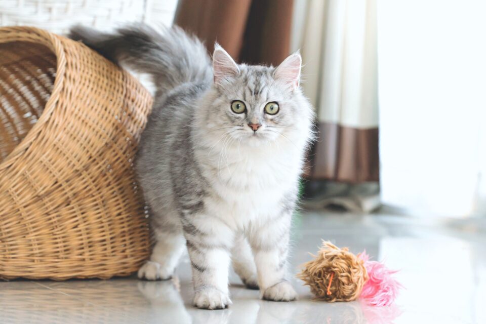 15 Grey and White Cat Breeds You'll Love (With Pictures)
